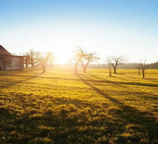 귀리 효능과 우유에 타먹는 방법 - 골드빔