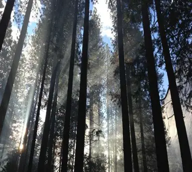 연필 스케치 순서와 명암 넣는 기본 기법 - 골드빔